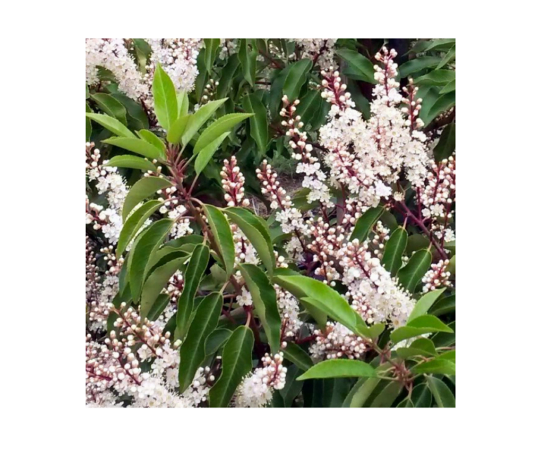 Prunus lusitanica 'Angustifolia (Portugal Laurel) - Noblewood Garden Store